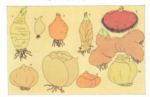 Come Scegliere e Conservare Bulbi e Semi